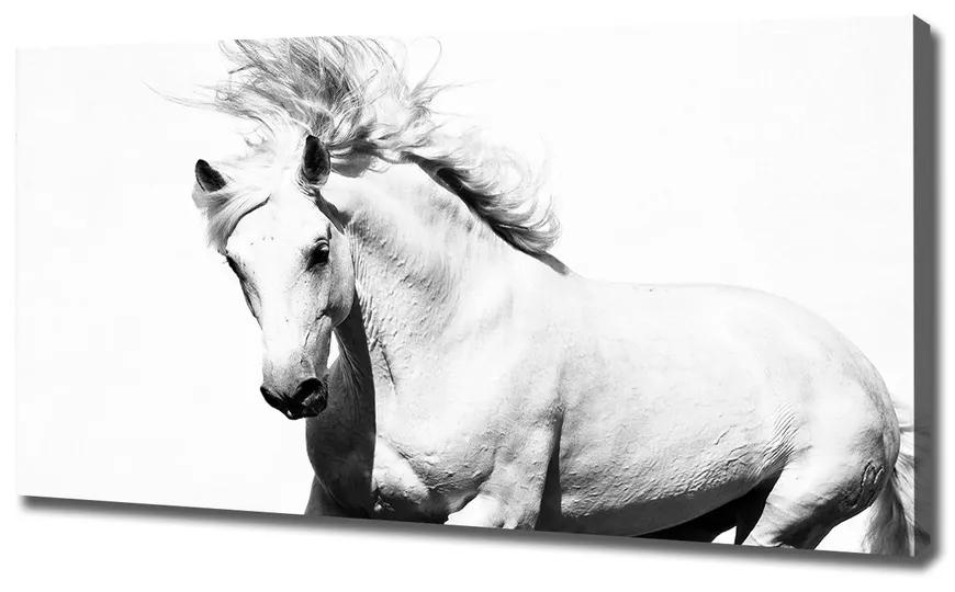 Wallmuralia Moderní obraz canvas na rámu Bílý kůň 120x60 cm