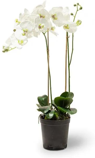 Phalaenopsis- orchidej 71cm