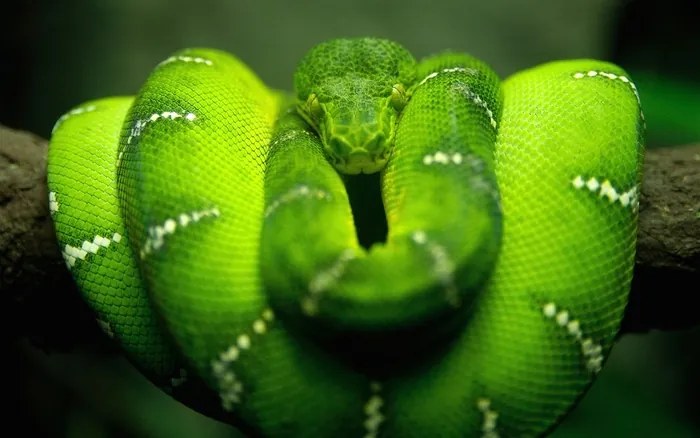 Plakát Zelený had