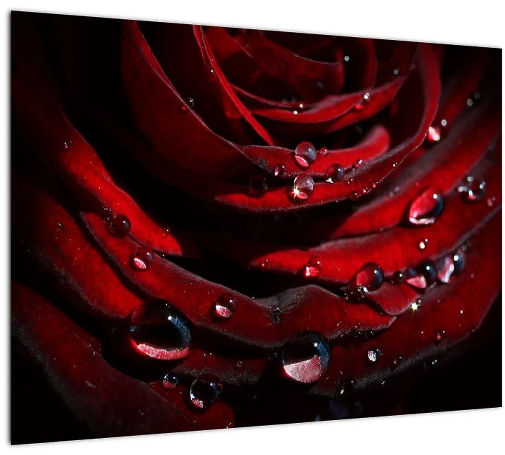Obraz - Detail růže (70x50 cm)