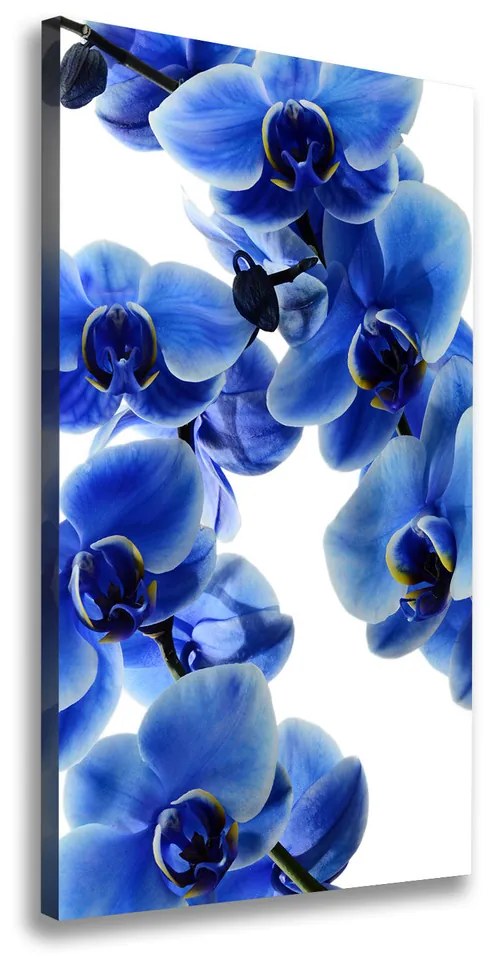 Wallmuralia Foto obraz na plátně Modrá orchidej 50x100 cm