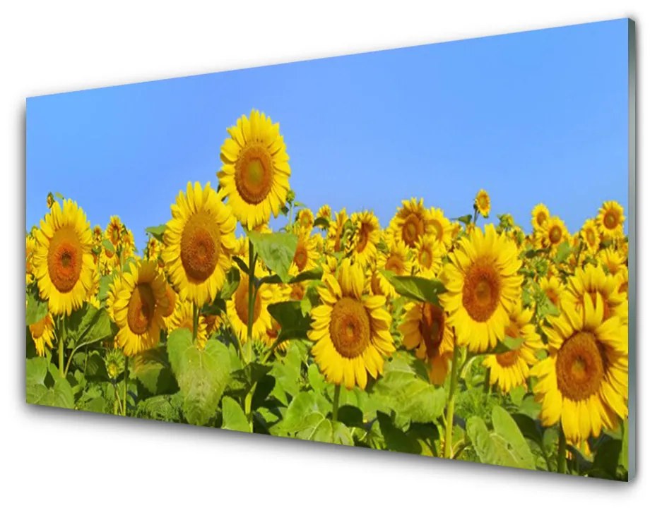 Obraz na skle Slunečnice Květ Rostlina 125x50 cm
