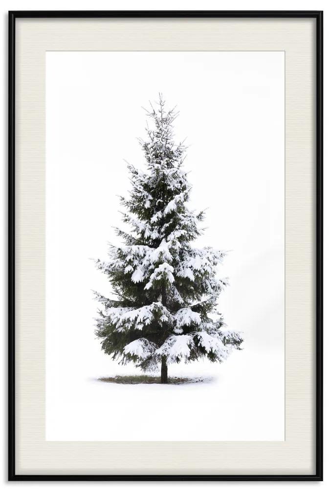 Plakát Zimní stromek - smrk pokrytý sněhem na bílém pevném pozadí