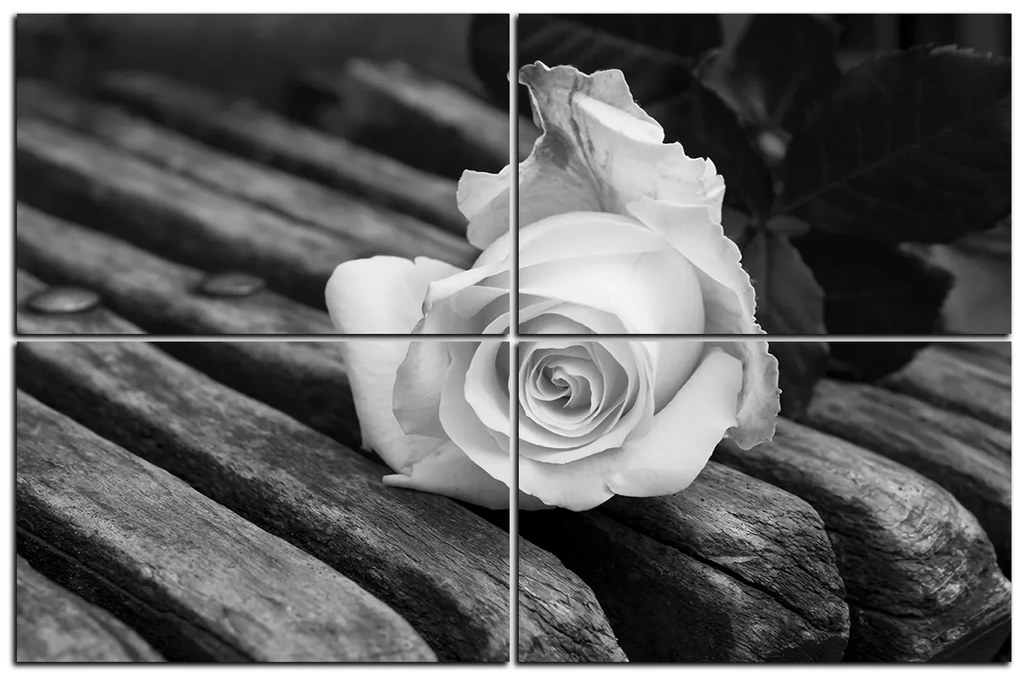 Obraz na plátně - Bílá růže na lavici  1224QE (90x60 cm)