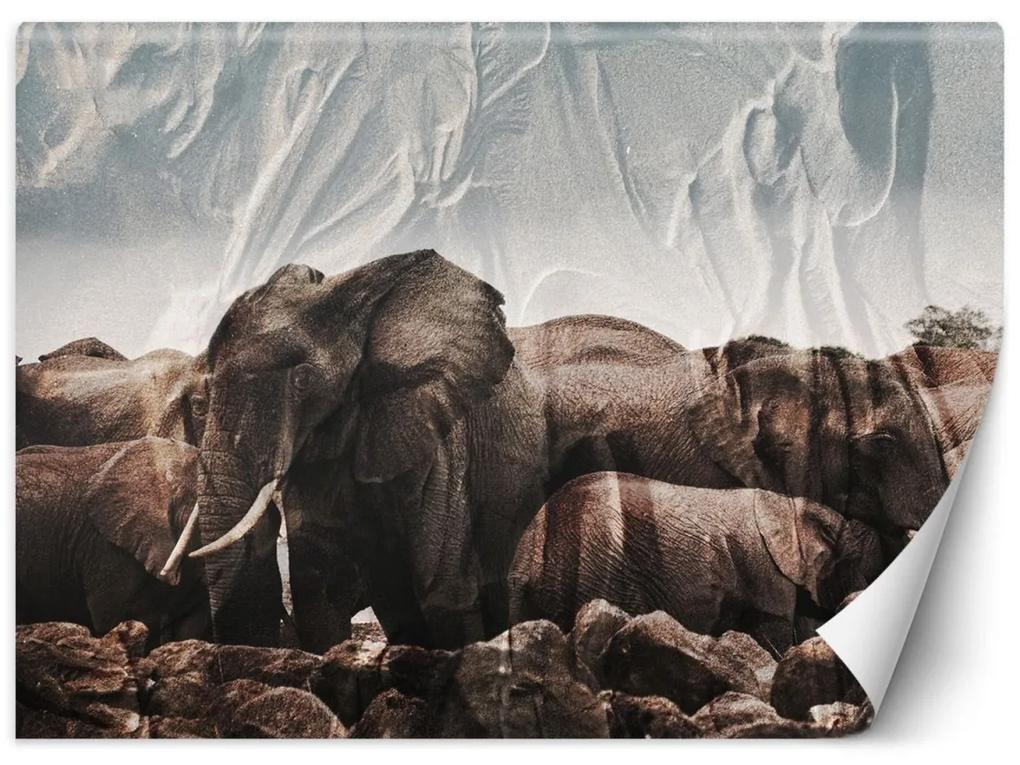 Fototapeta, Slon Afrika Zvířecí příroda - 400x280 cm