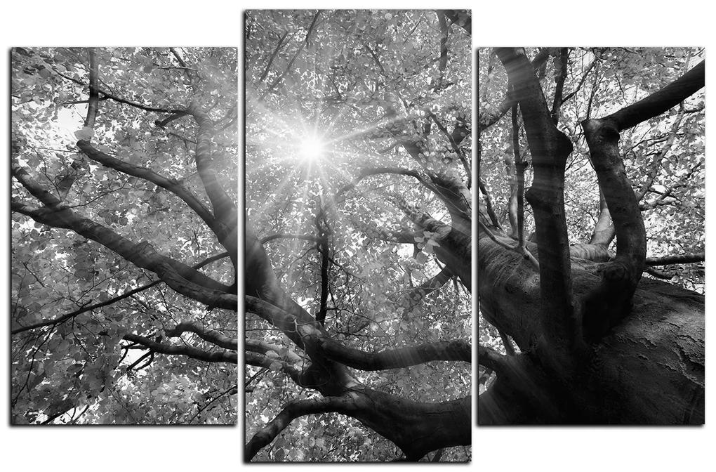 Obraz na plátně - Slunce přes větve stromu 1240QC (150x100 cm)
