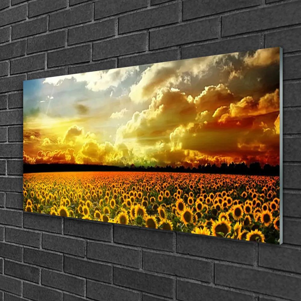 Obraz na skle Pole Slunečnic Krajina 100x50 cm