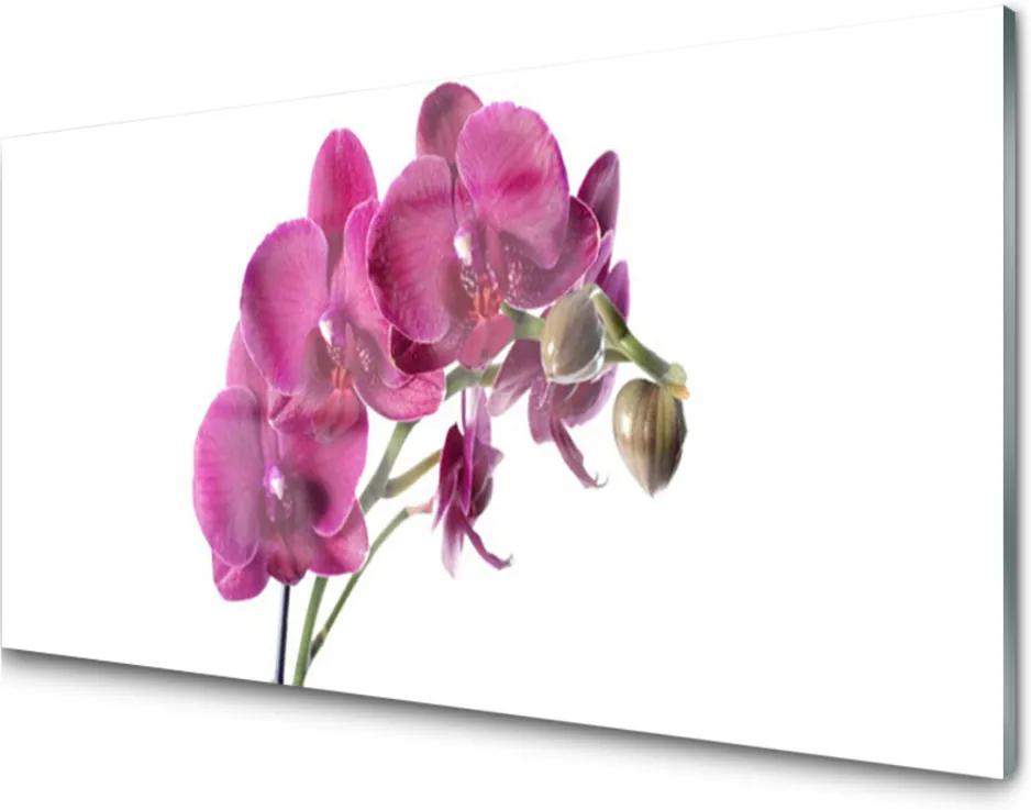 Plexisklo obraz Orchidej Květiny Příroda