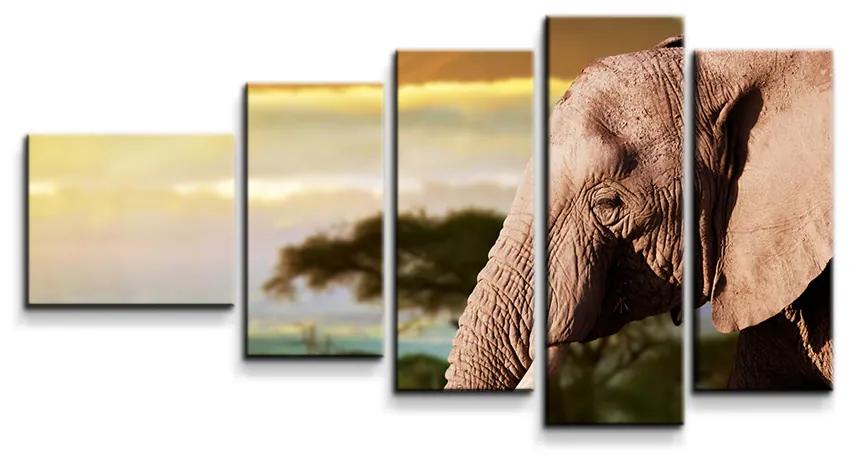 Sablio Obraz - 5-dílný Slon z profilu - 100x60 cm