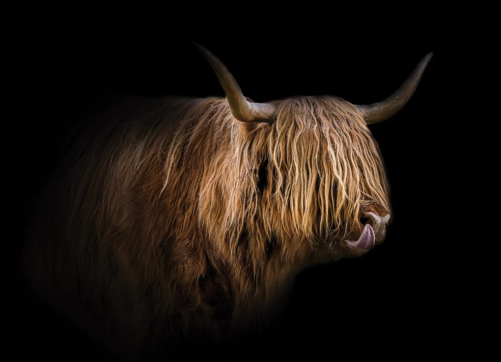 Malvis ® Tapeta Highland Cattle Vel. (šířka x výška): 216 x 140 cm