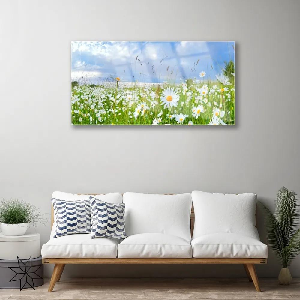 Obraz na skle Louka Sedmikrásky Příroda 125x50 cm