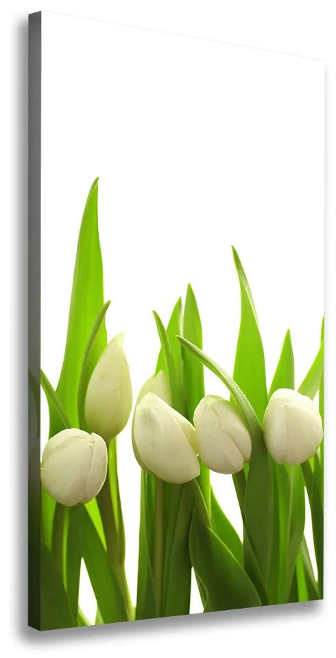 Wallmuralia Foto-obraz canvas do obýváku Bílé tulipány 50x100