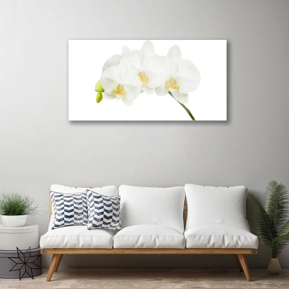 Plexisklo-obraz Orchidej Výhonky Květiny Příroda 100x50 cm