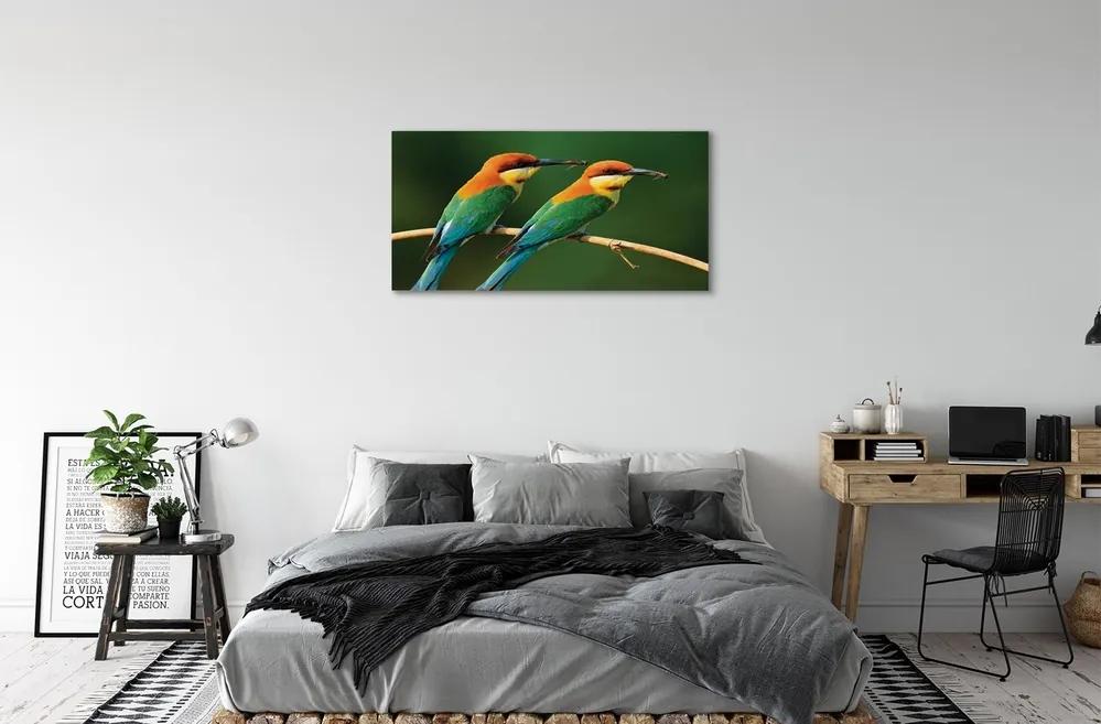 Obrazy na plátně Barevné papoušek na větvi 125x50 cm