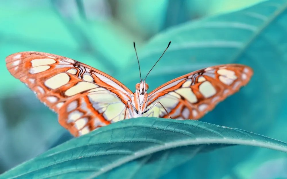 Vícedílný obraz Motýl Na Listu V Makro Měřítku Nedostatek Nedostatek Přírodní plátno 240x150