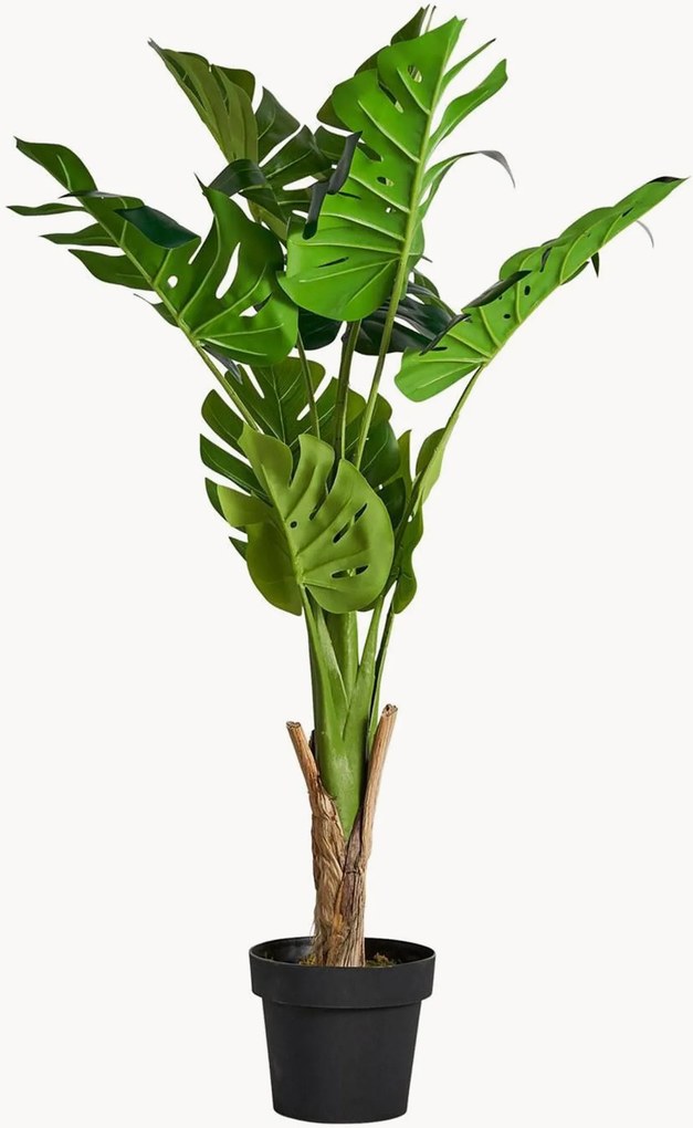 Dekorace Monstera