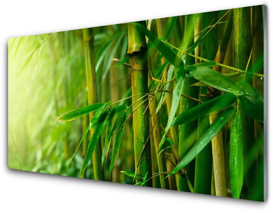 akrylový obraz Bambus Stonky Rostlina 100x50 cm
