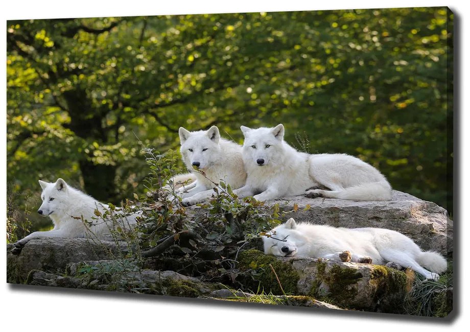 Wallmuralia Foto obraz na plátně Bílí vlci a skála 100x70 cm