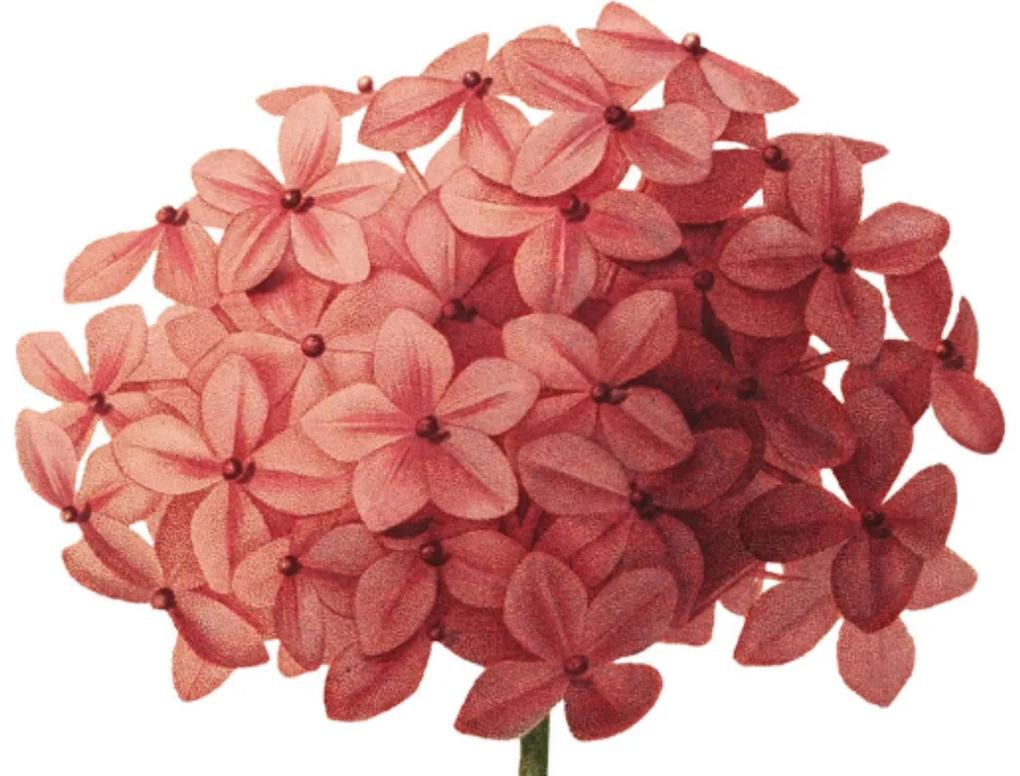 Obrázek růžová hortenzie A4 (210 x 297 mm): A4