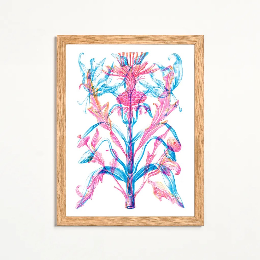 Filip Šenkeřík | Hybrid I – Liliantaurea Centaureum Rám: Černý, Velikost: 30 x 20 cm