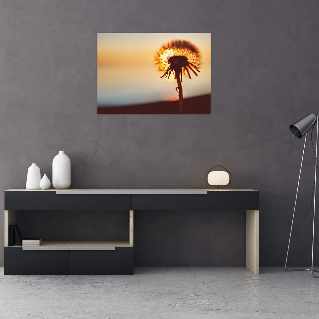 Skleněný obraz Pampelišky v západu slunce (70x50 cm)