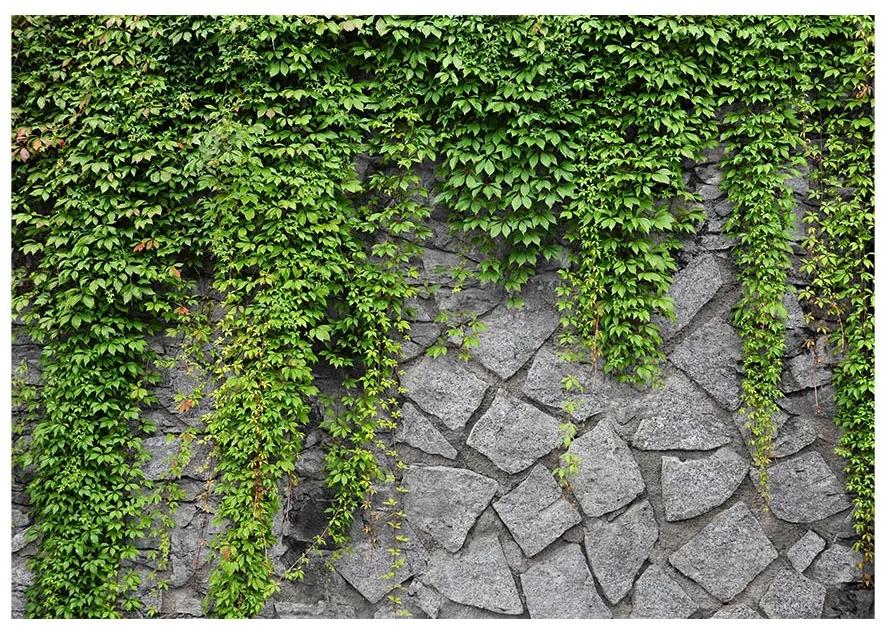Fototapeta - Green wall