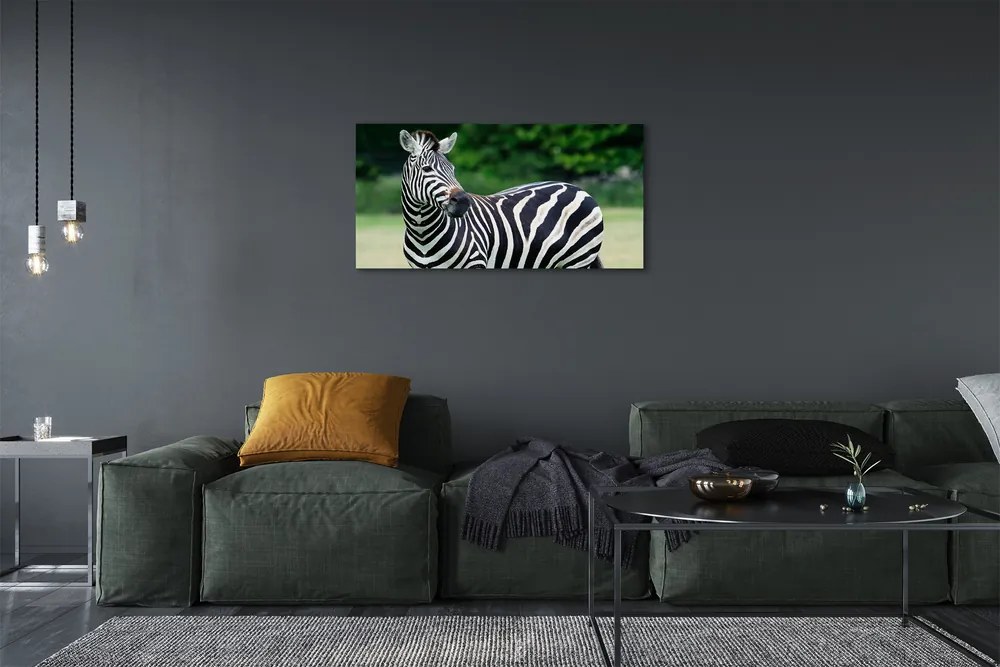 Obrazy na plátně Zebra box 120x60 cm