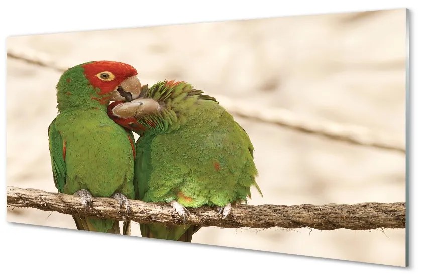 Obraz na skle zelené papoušci 140x70 cm