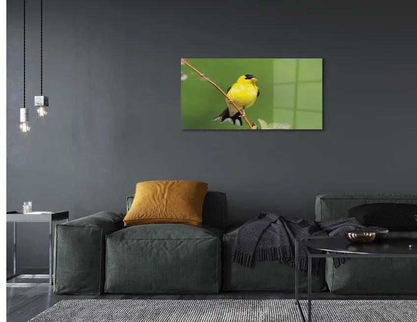 Obraz na skle žlutý papoušek 120x60 cm