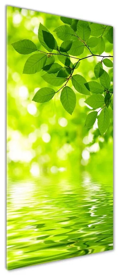 Wallmuralia Foto obraz akrylový na stěnu Zelené listí 50x125 cm