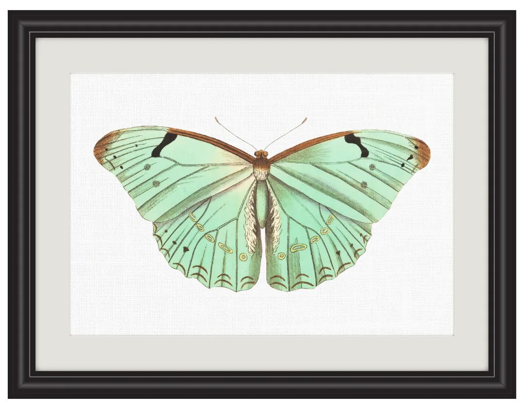 Obrázek Argentinský motýl A5 (148 x 210 mm): A5