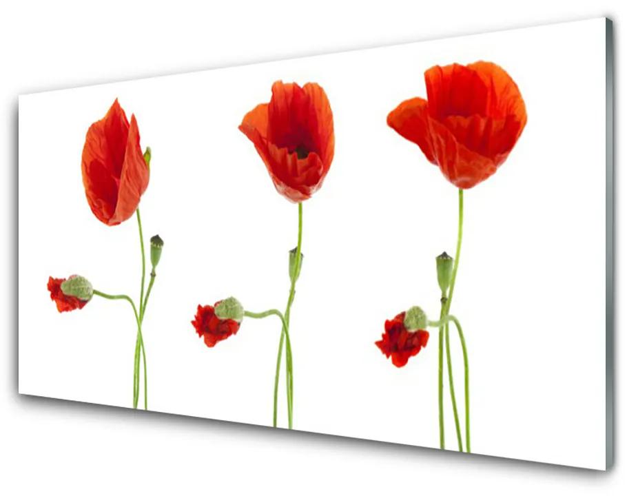 akrylový obraz Máky Rostlina Příroda 120x60 cm