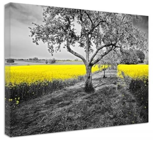CARO Obraz na plátně - Yellow Rapeseed 40x30 cm