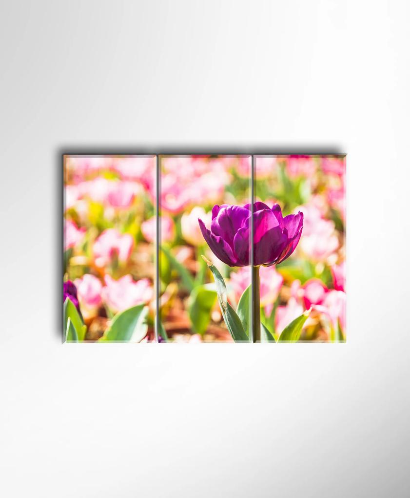 Malvis ® Obraz Pestrý tulipán ROZMĚR (šířka x výška): jednodílný obdélník 100x45 cm