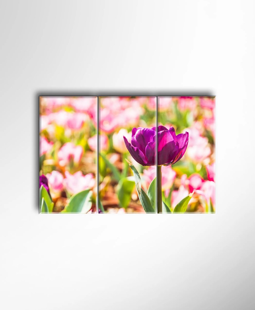 Malvis ® Obraz Pestrý tulipán ROZMĚR (šířka x výška): jednodílný obdélník 150x100 cm