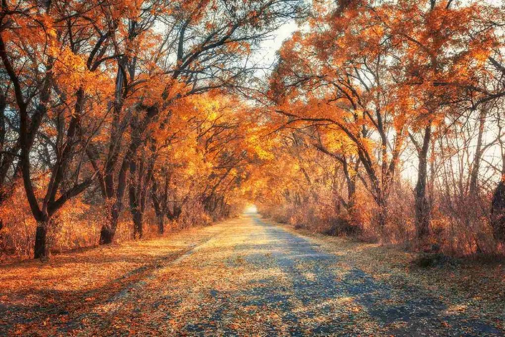 DIMEX | Samolepicí vliesová fototapeta na zeď Cesta podzimní uličkou MA-5-1891 | 375 x 250 cm | oranžová, hnědá, šedá