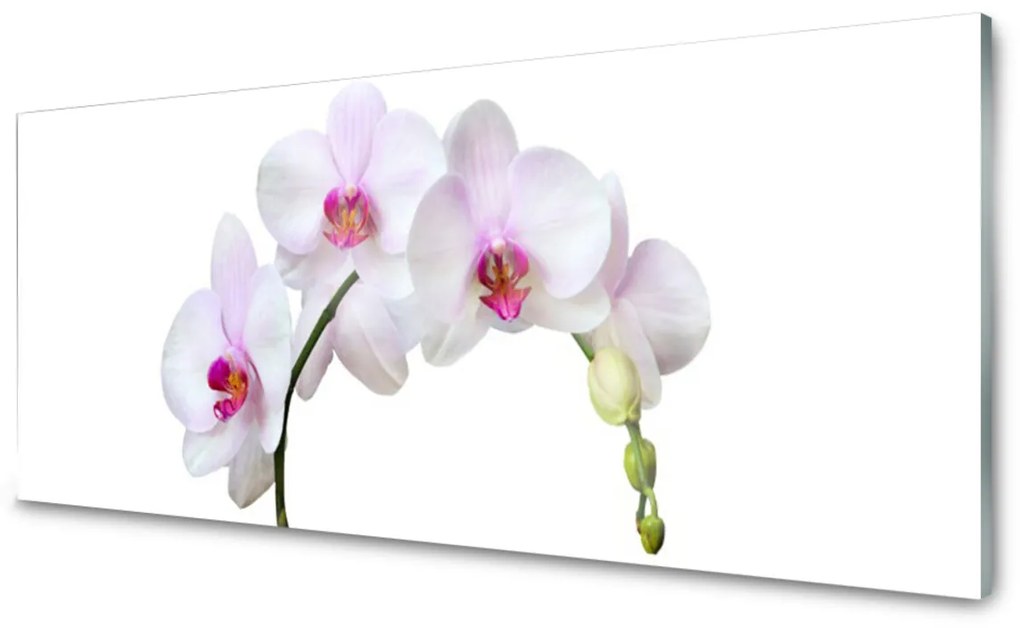 Plexisklo obraz Vstavač Orchidej Květiny
