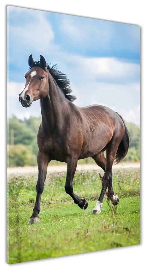 Wallmuralia Vertikální Vertikální Foto obraz sklo tvrzené Kůň na poli 50x100