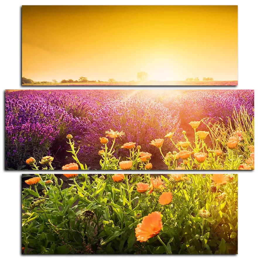 Obraz na plátně - Levandulové pole zalité sluncem - čtverec 365D (105x105 cm)