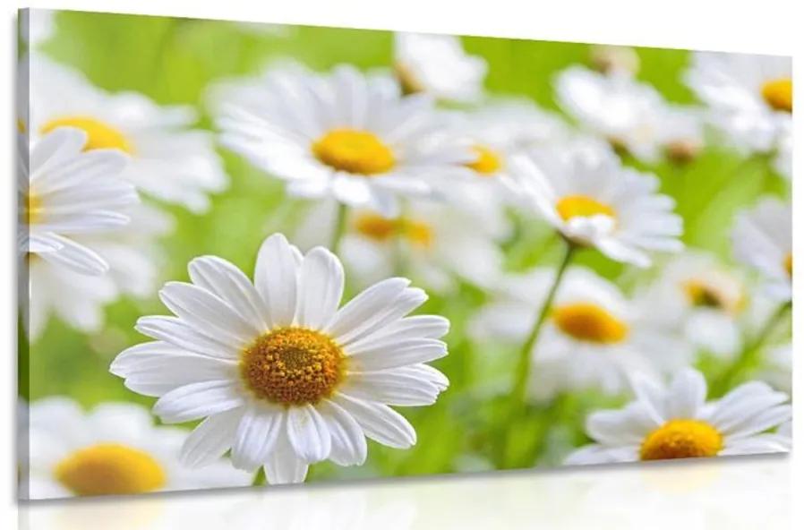 Obraz jarní louka plná květin Varianta: 90x60