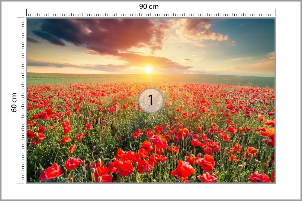 Fototapeta Poppy Field Hladký vinyl 520x318