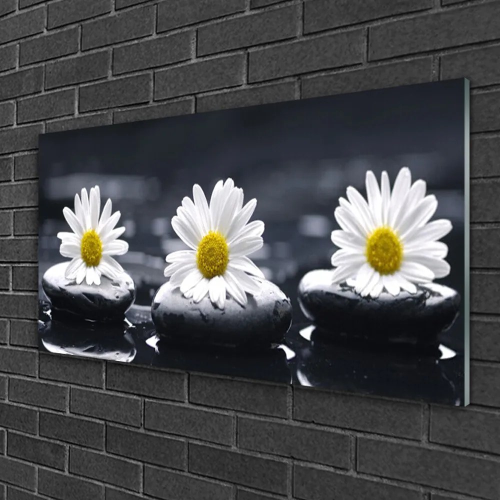 Obraz na skle Sedmikráska Kameny Rostlina 100x50 cm