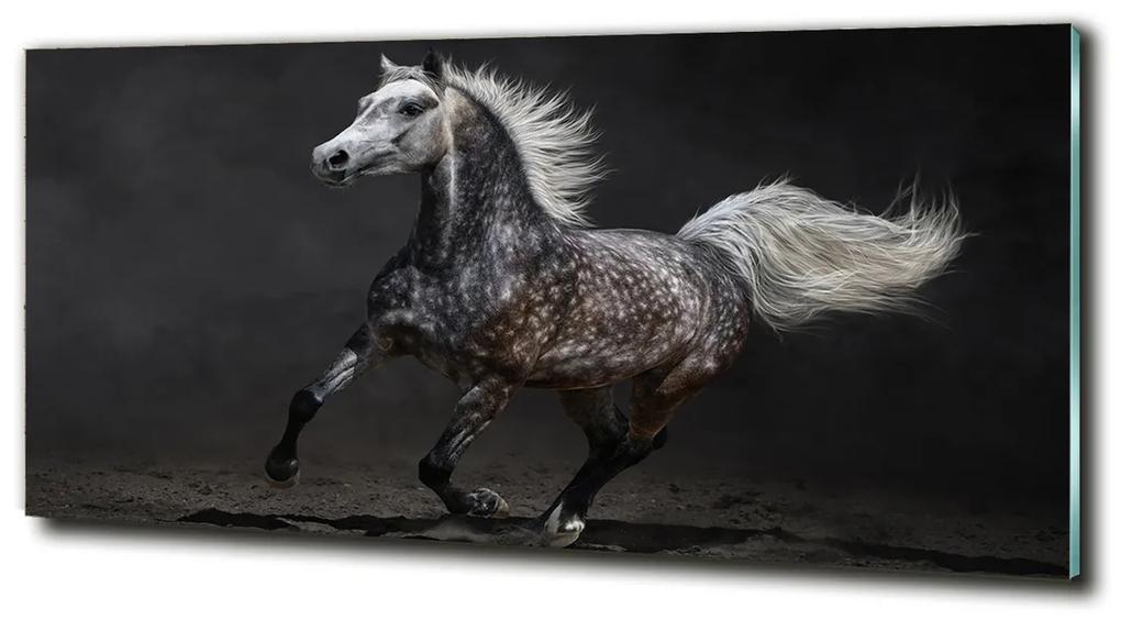 Foto obraz sklo tvrzené Šedný arabský kůň