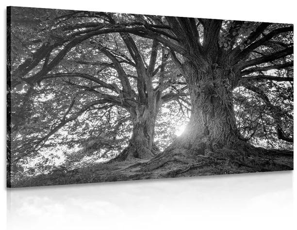 Obraz černobílé majestátní stromy