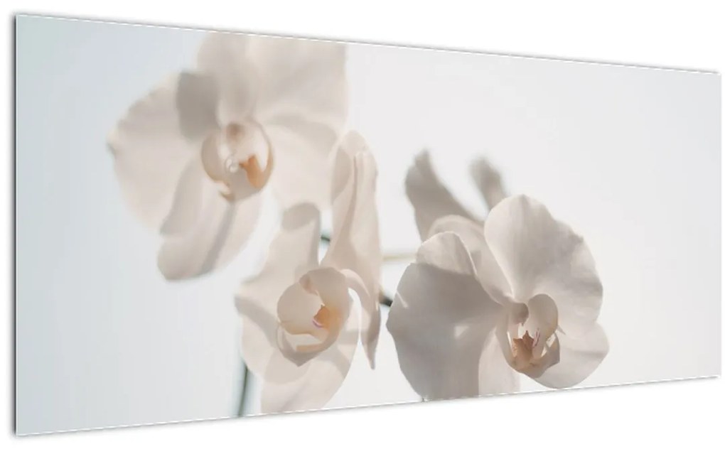 Obraz bílé orchideje (100x40 cm), 40 dalších rozměrů