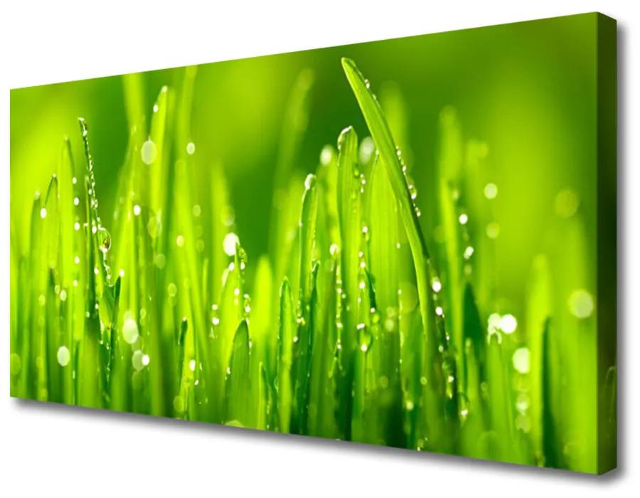 Obraz na plátně Zelená Tráva Kapky Rosy 125x50 cm