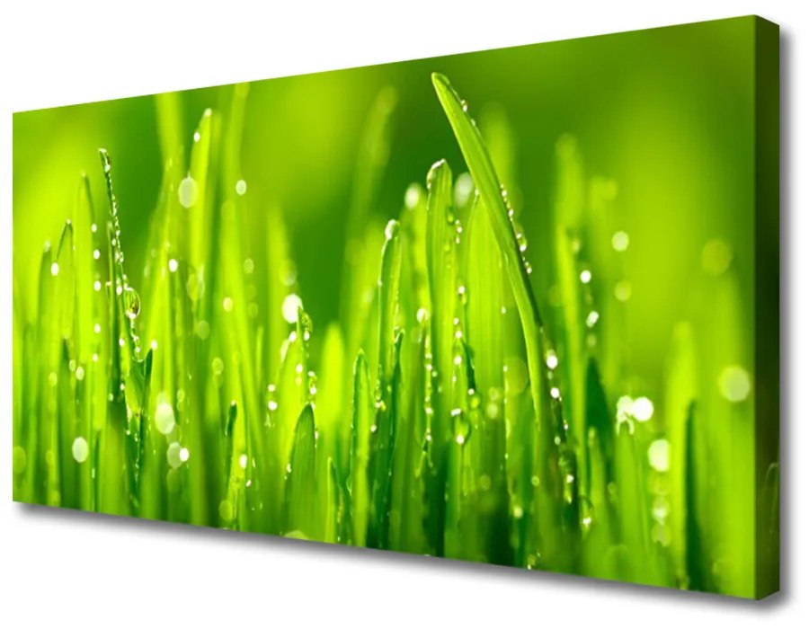 Obraz na plátně Zelená Tráva Kapky Rosy 140x70cm
