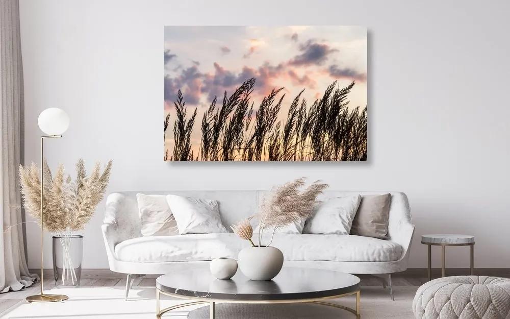Obraz stébla polní trávy - 60x40 cm