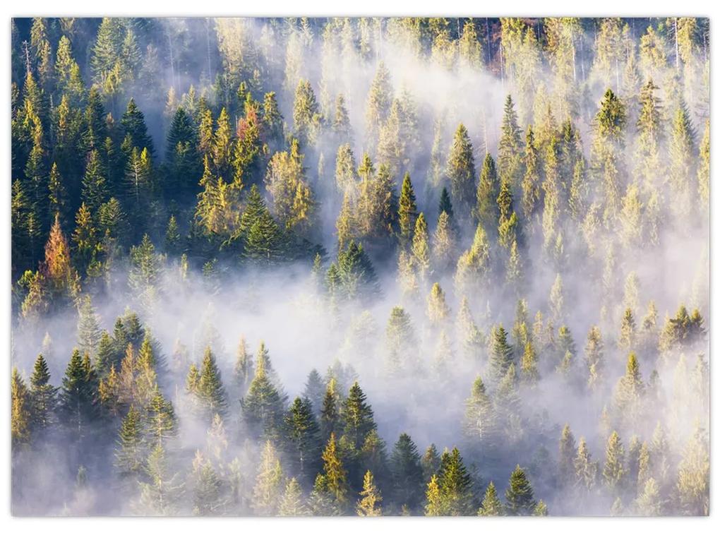 Skleněný obraz stromů v mlze (70x50 cm)