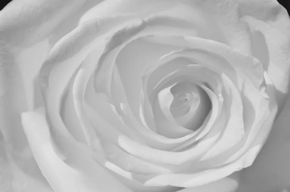 Postershop Fototapeta: Bílá růže (detail) - 254x368 cm